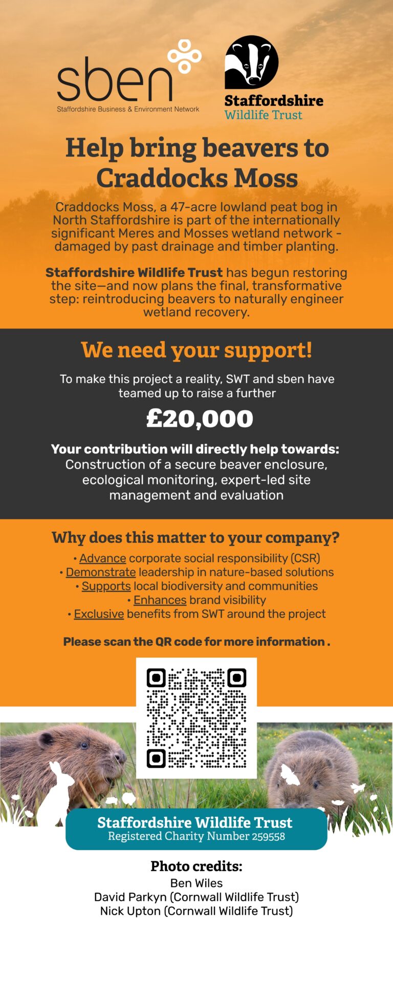 Help bring beavers to Craddocks Moss - Staffordshire Business ...